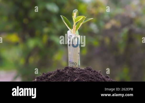 Milan, Italy 1 January 2025: Small plant is growing from a ten euro ...