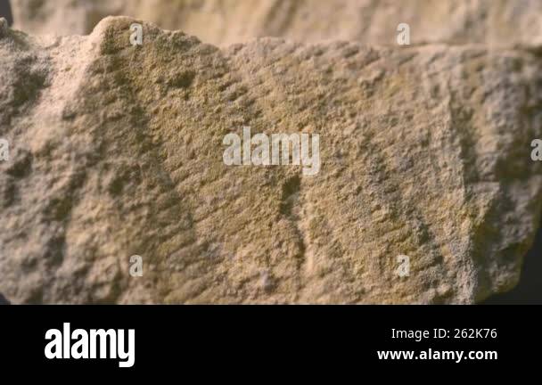 Ancient shellfish fossils, showcasing its detailed, segmented ...