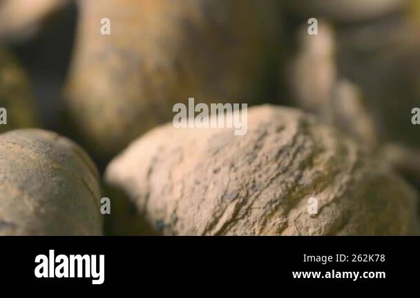 Petrified shell fossils millions of years old. Close-up of ancient ...