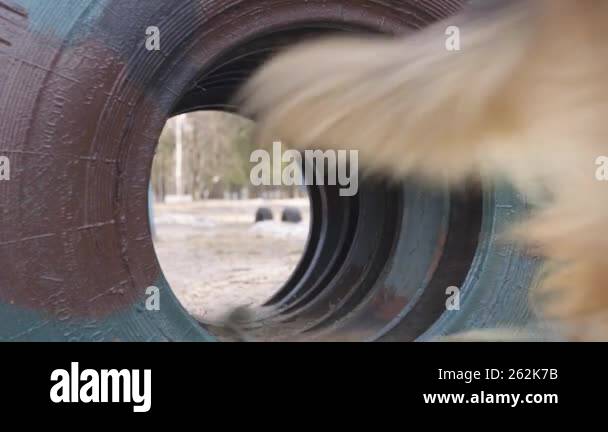 Training dogs in the army on an obstacle course. Border guards dog ...