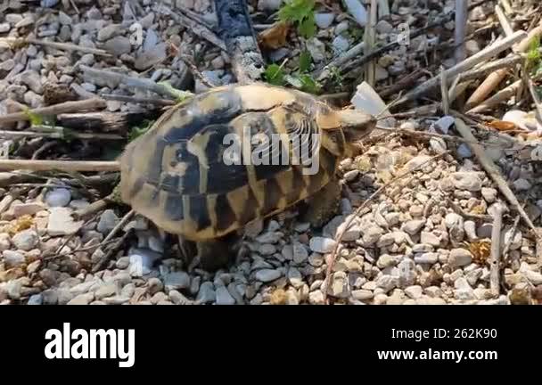 A detailed close-up of a tortoise navigating through a pebbled area ...