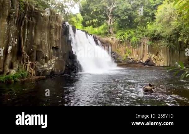 Rochester falls on the island of Mauritius. Waterfall in the jungle of ...