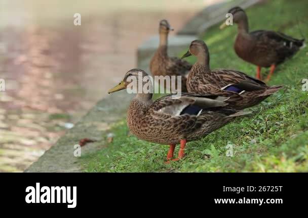 Treviso, Italy 1 January 2025: Mallard duck stretches its wings while ...