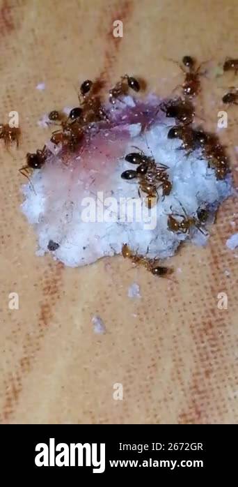 Red fire ants are eating tasty food like cookies, biscuit, wafer etc in ...