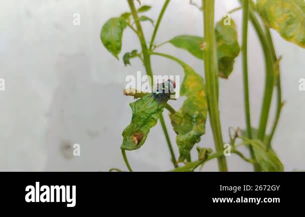 Green flies or common green bottle flies (Lucilia sericata) that land ...