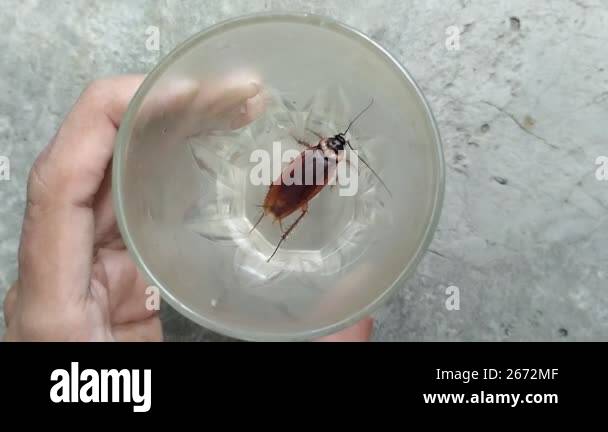 Cockroach water Stock Videos & Footage - HD and 4K Video Clips - Alamy