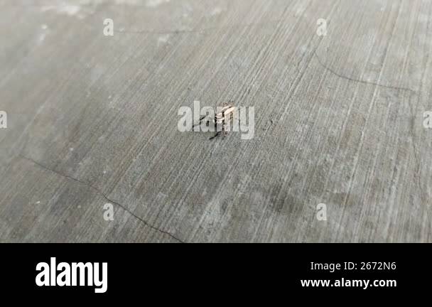 Gray house spider Stock Videos & Footage - HD and 4K Video Clips - Alamy