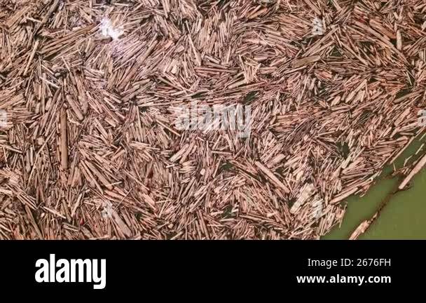Drone view of log jam driftwood accumulation in river. Floating wood ...