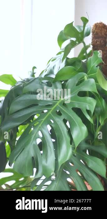 View lush green monstera Stock Videos & Footage - HD and 4K Video Clips ...