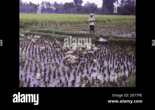 Denpasar, bali june 1985: farmer guiding flock of ducks through ...