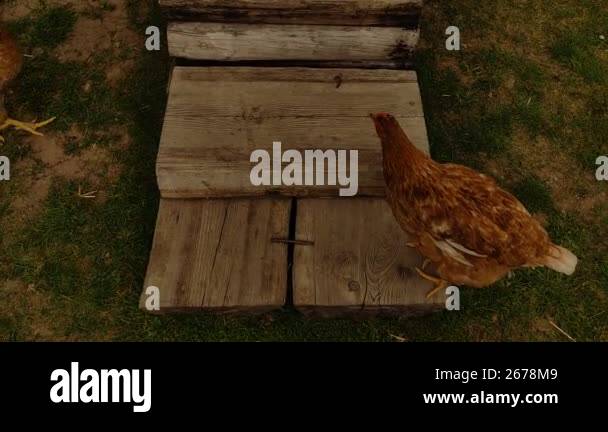 A brown chicken walks on a wooden platform in a grassy backyard Stock ...