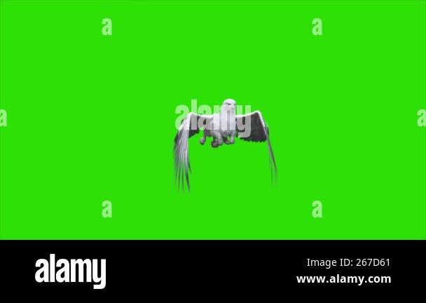Green Screen Hippogriff Mythological Creature Fly Loop Front 3D ...