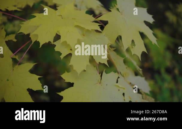 Autumn leaves hanging on a branch and sway in the wind Stock Video Footage - Alamy