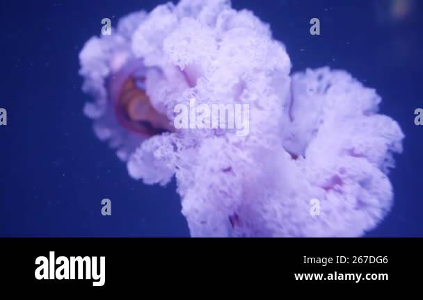 Delicate pink jellyfish pulsating gracefully through deep blue ...