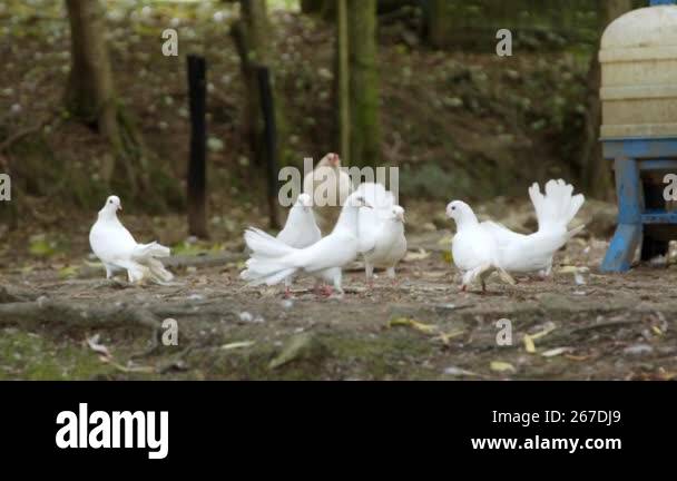 Peaceful white doves gathering with domestic hen, pecking and feeding ...