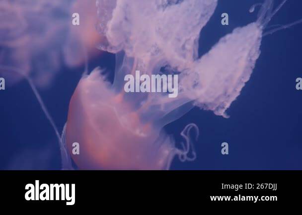 Translucent tentacle Stock Videos & Footage - HD and 4K Video Clips - Alamy