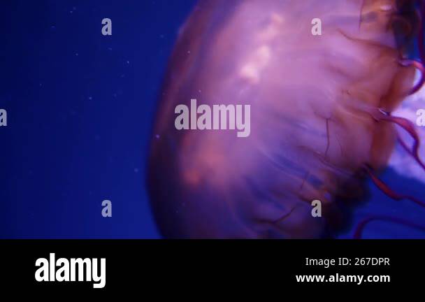 Translucent jellyfish drifting through shadowy underwater environment ...