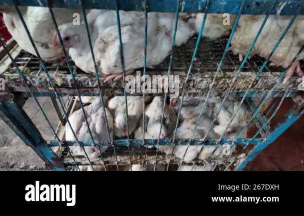 Commercial chickens Stock Videos & Footage - HD and 4K Video Clips - Alamy