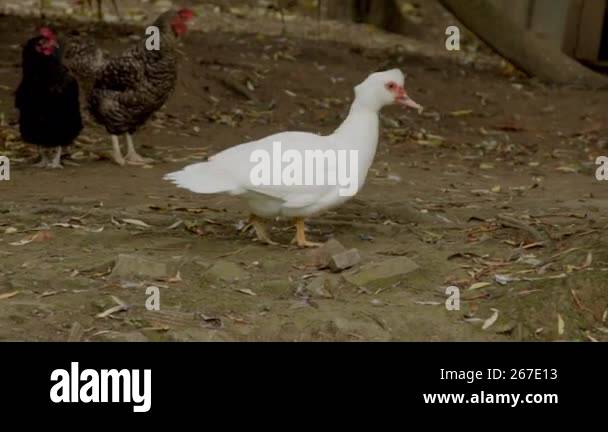 White Muscovy duck walking across rustic farmyard ground, surrounded by ...
