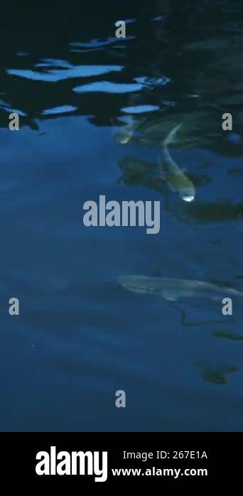 Close up of multiple fish swimming under the blue water. Vertical Stock ...