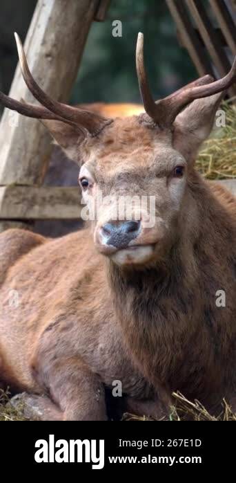 Close up of a Red deer chewing on a pile of hay. Vertical Stock Video ...