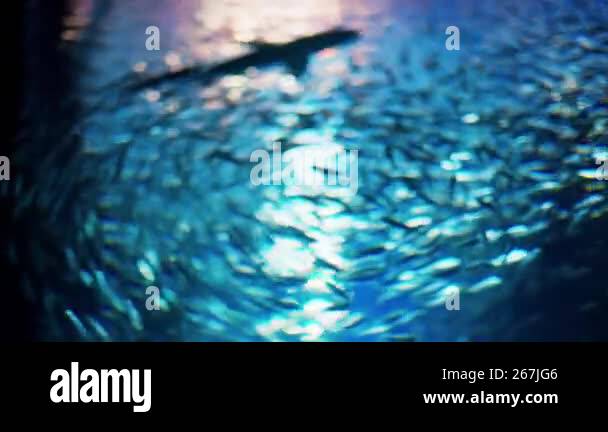 A school of Blue maomao fish swimming near coral reefs Stock Video ...