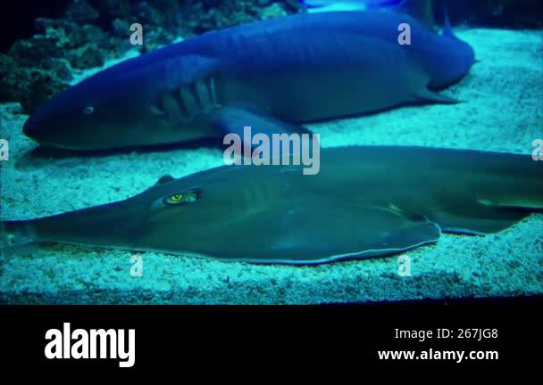 Close up of Rhinobatos fish and a Nurse shark in the water Stock Video ...