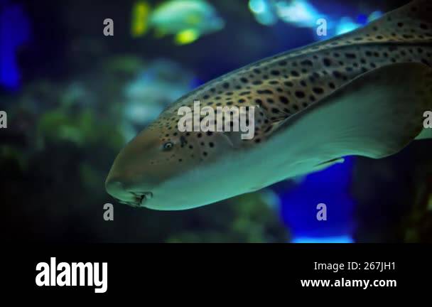 Close up of a zebra shark swimming in the water Stock Video Footage - Alamy