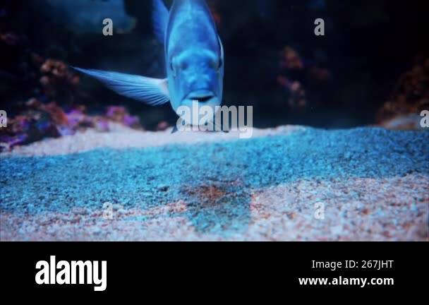 Close up of a Diplodus vulgaris fish swimming near coral reefs Stock ...