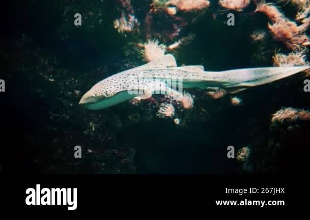 Close up of a zebra shark swimming in the water Stock Video Footage - Alamy
