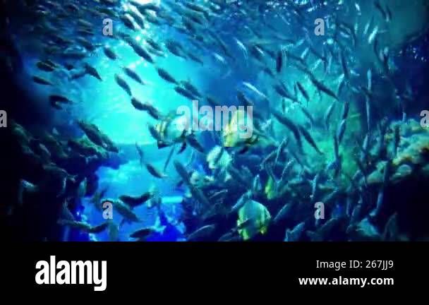 A school of Blue maomao fish swimming near coral reefs Stock Video ...