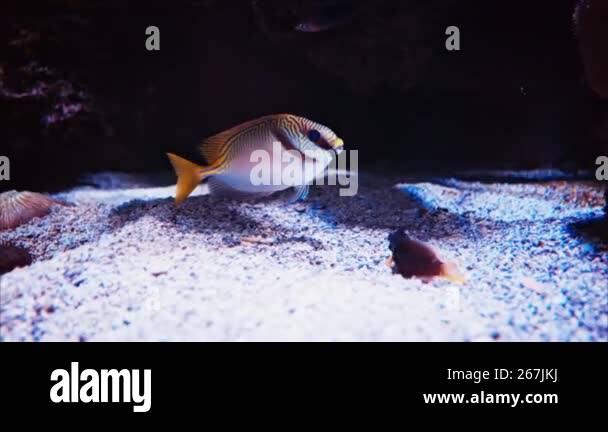 Close up of a barred spinefoot fish swimming near coral reefs Stock ...
