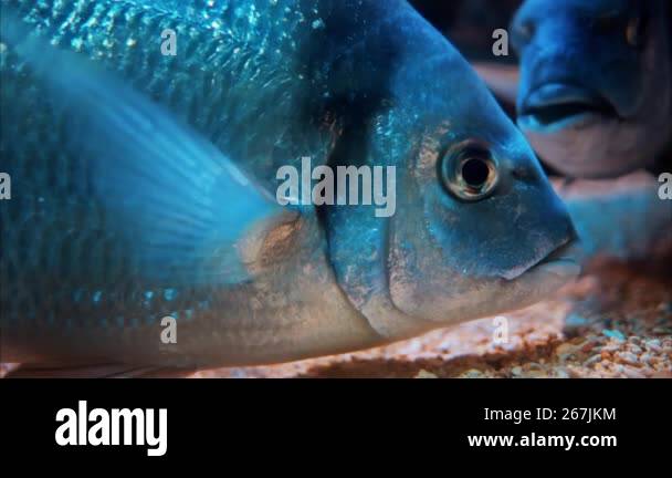 Close up of a Diplodus vulgaris fish swimming near coral reefs Stock ...