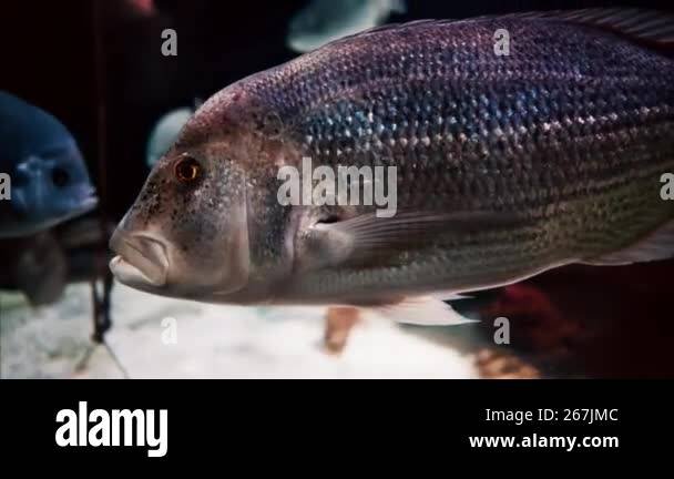 Close up of a Gilt-head bream fish swimming near coral reefs Stock ...