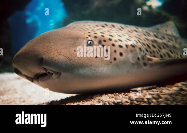 Close up of a zebra shark in the water Stock Video Footage - Alamy