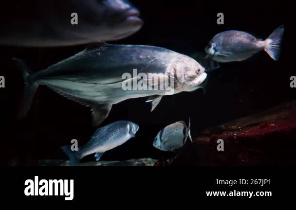 Close up of a European seabass fish swimming near coral reefs Stock ...