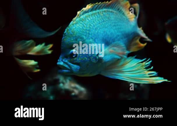 Close up of a Chromis viridis fish surrounded by multiple ...