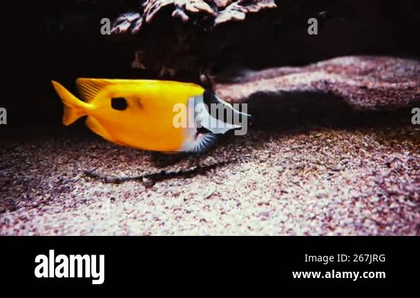 Close up of a Blotched foxface fish swimming near coral reefs Stock ...