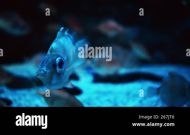 Close up of a kissing fish swimming near coral reefs Stock Video ...