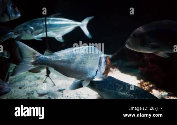 Close up of a Gilt-head bream fish swimming near coral reefs Stock ...