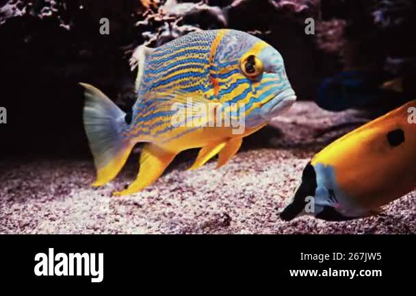 Close up of a sailfin snapper fish swimming near coral reefs Stock ...