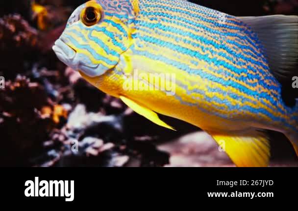 Close up of a sailfin snapper fish swimming near coral reefs Stock ...
