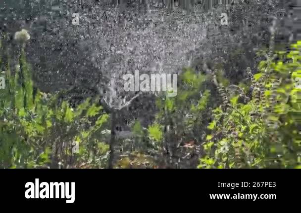 Water spraying out of a garden irrigation system backlit by the sun ...