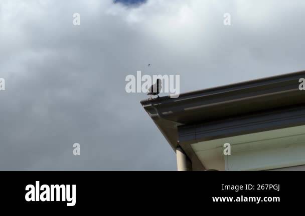 Invasive pest bird the Common Starling or European Starling Sturnus ...