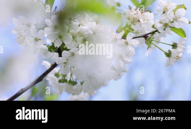 White cherry blossoms swaying gently in soft spring breeze, dancing ...