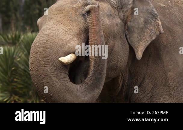 Asian megafauna Stock Videos & Footage - HD and 4K Video Clips - Alamy
