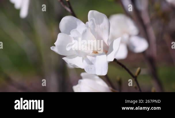 Close up opening magnolia Stock Videos & Footage - HD and 4K Video ...
