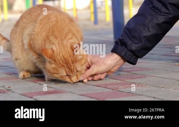 Feeding a stray cat on the street.A man feeds a stray hungry cat on the ...
