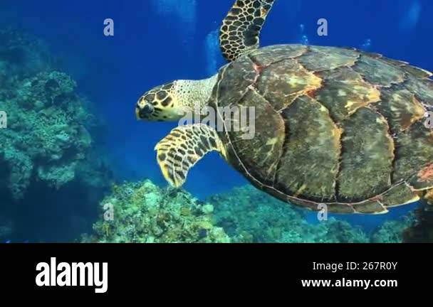 Hawksbill Sea Turtle and Diver Encounter in Vibrant Coral Reef ...