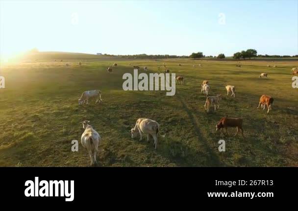 Golden Hour Cattle Grazing in a Vast, Serene Pasture Stock Video ...